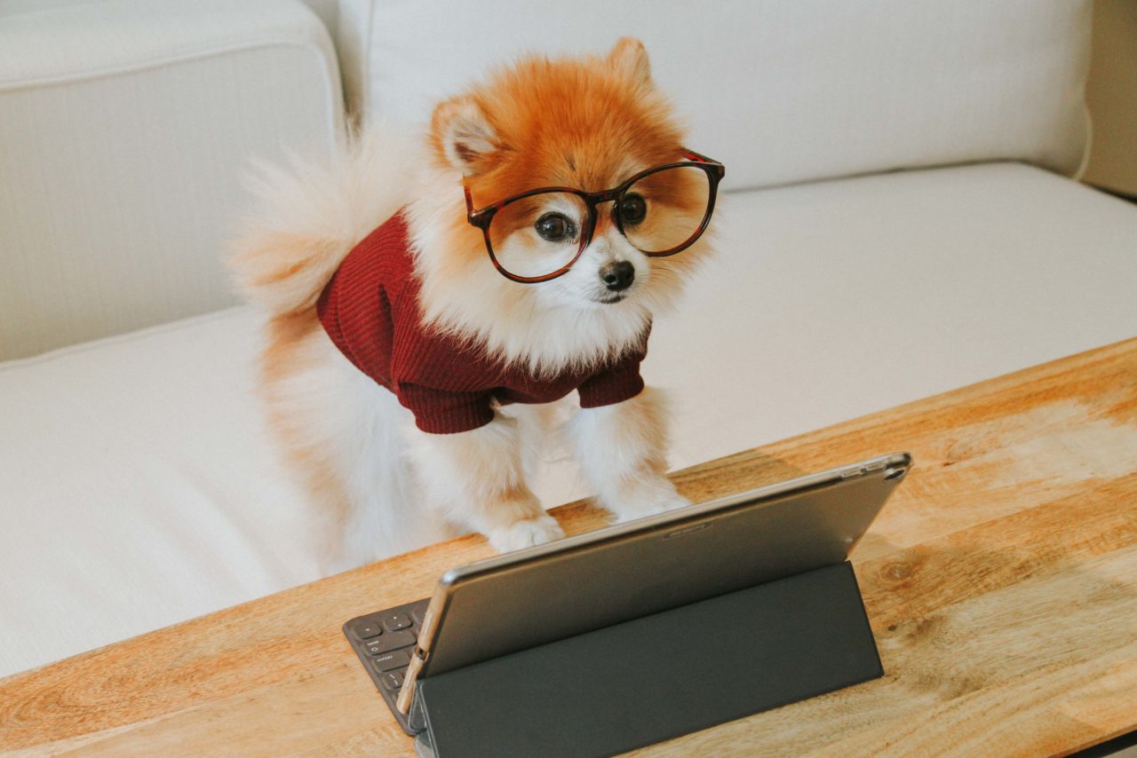 Using ProPet’s Financial Reports - ProPet Software | Boarding Kennel ...